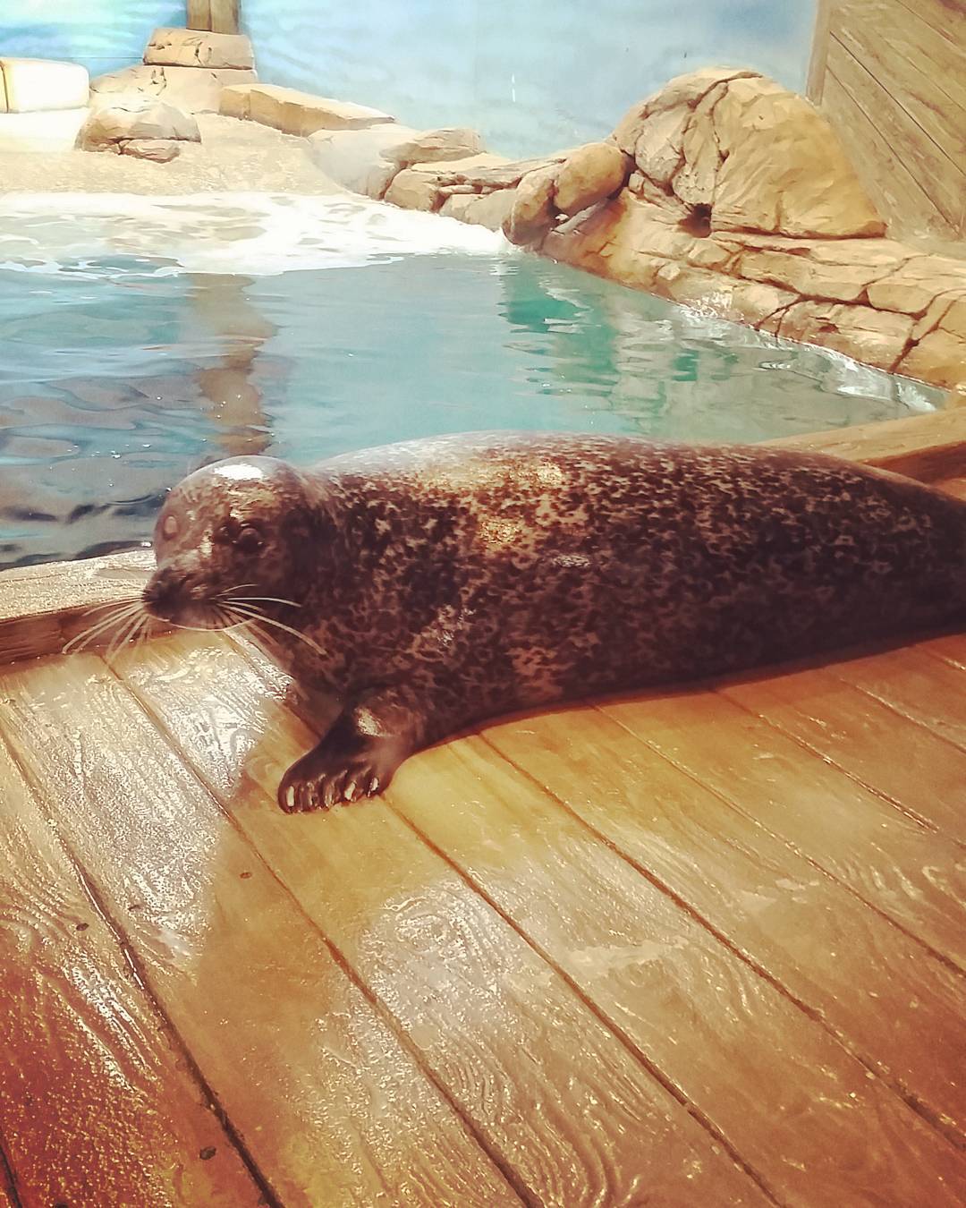 Explore Jenkinson’s Aquarium | Aquarium