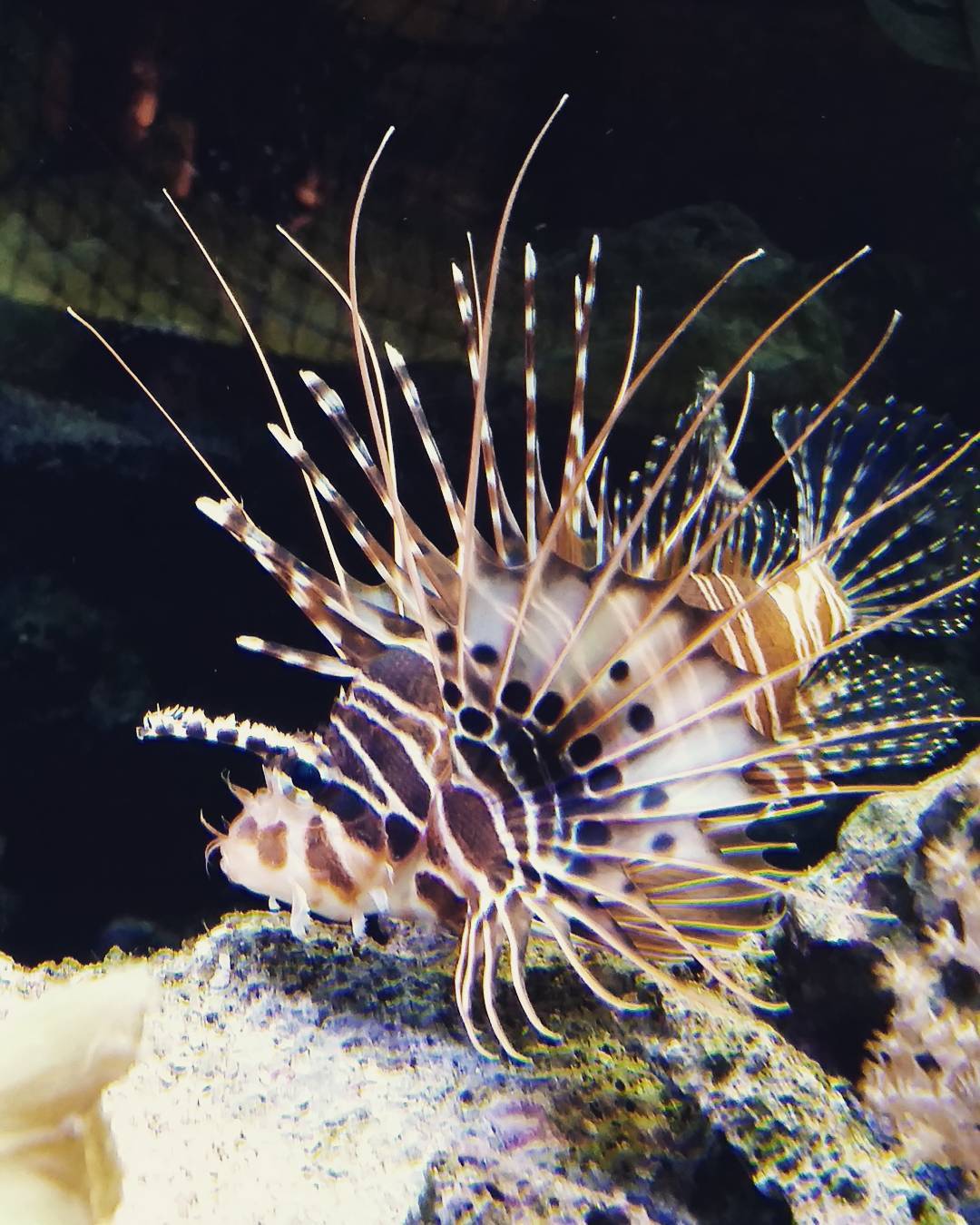 Explore Jenkinson’s Aquarium | Aquarium